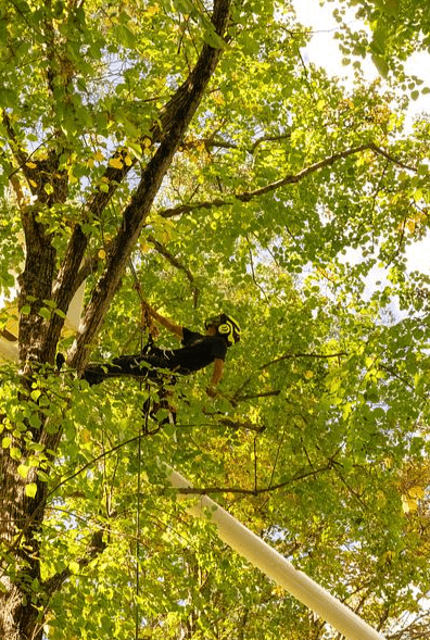 Tree Care: Understanding Tree Life Cycles - B&R Tree Service